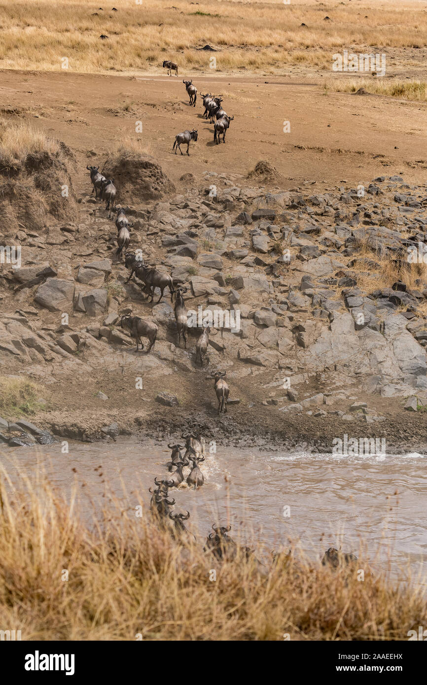zebras and wildebeest during great migration Stock Photo - Alamy