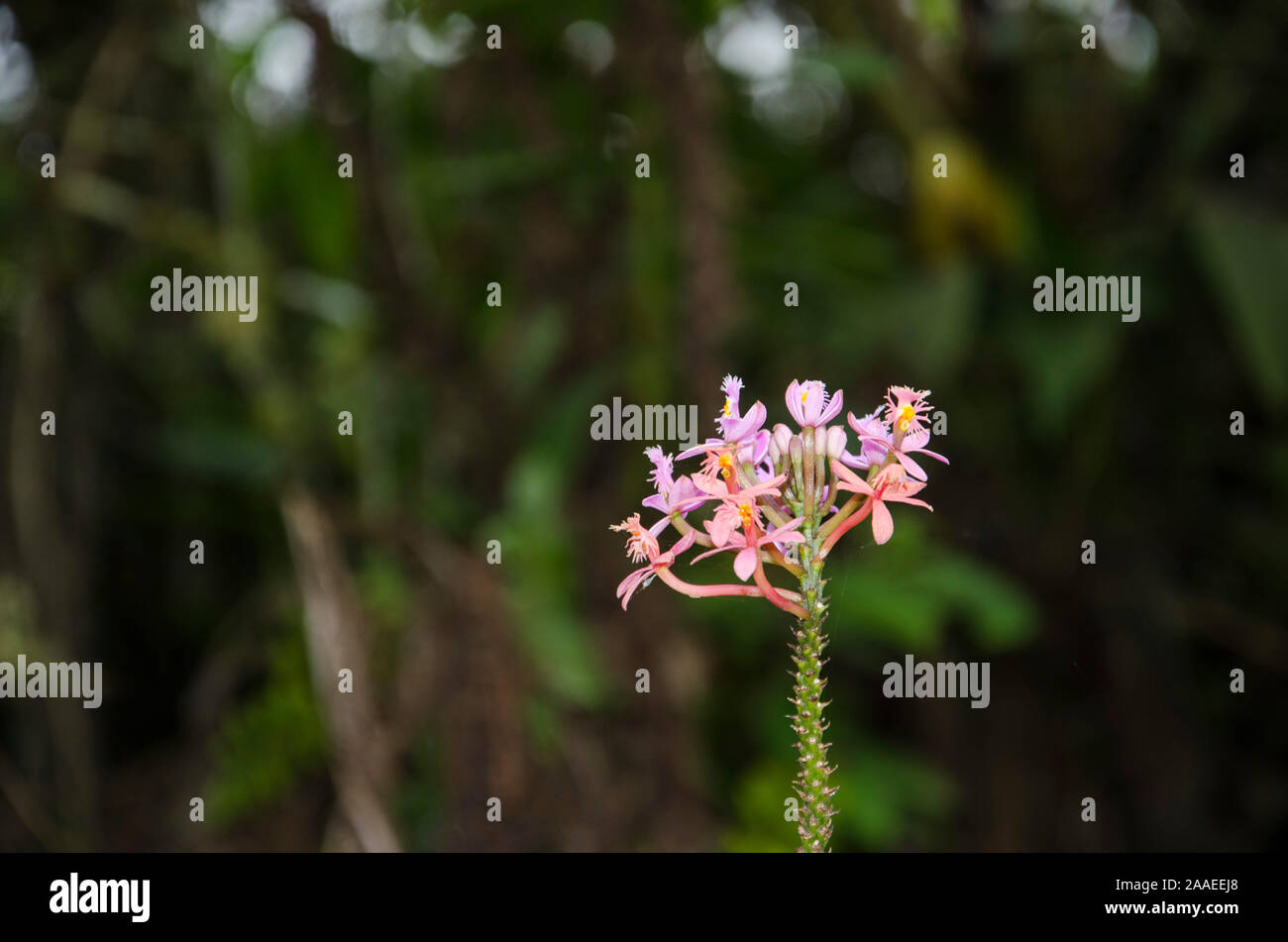 Beautiful small tropical flower that blooms in small clusters of lilac ...