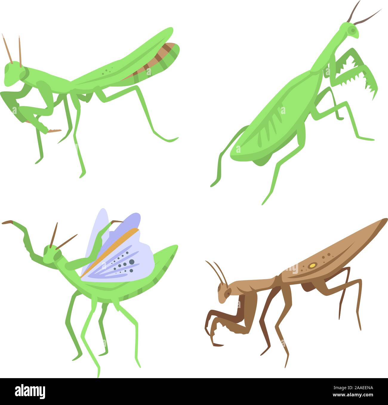 Green mantis insects Stock Vector Images - Alamy