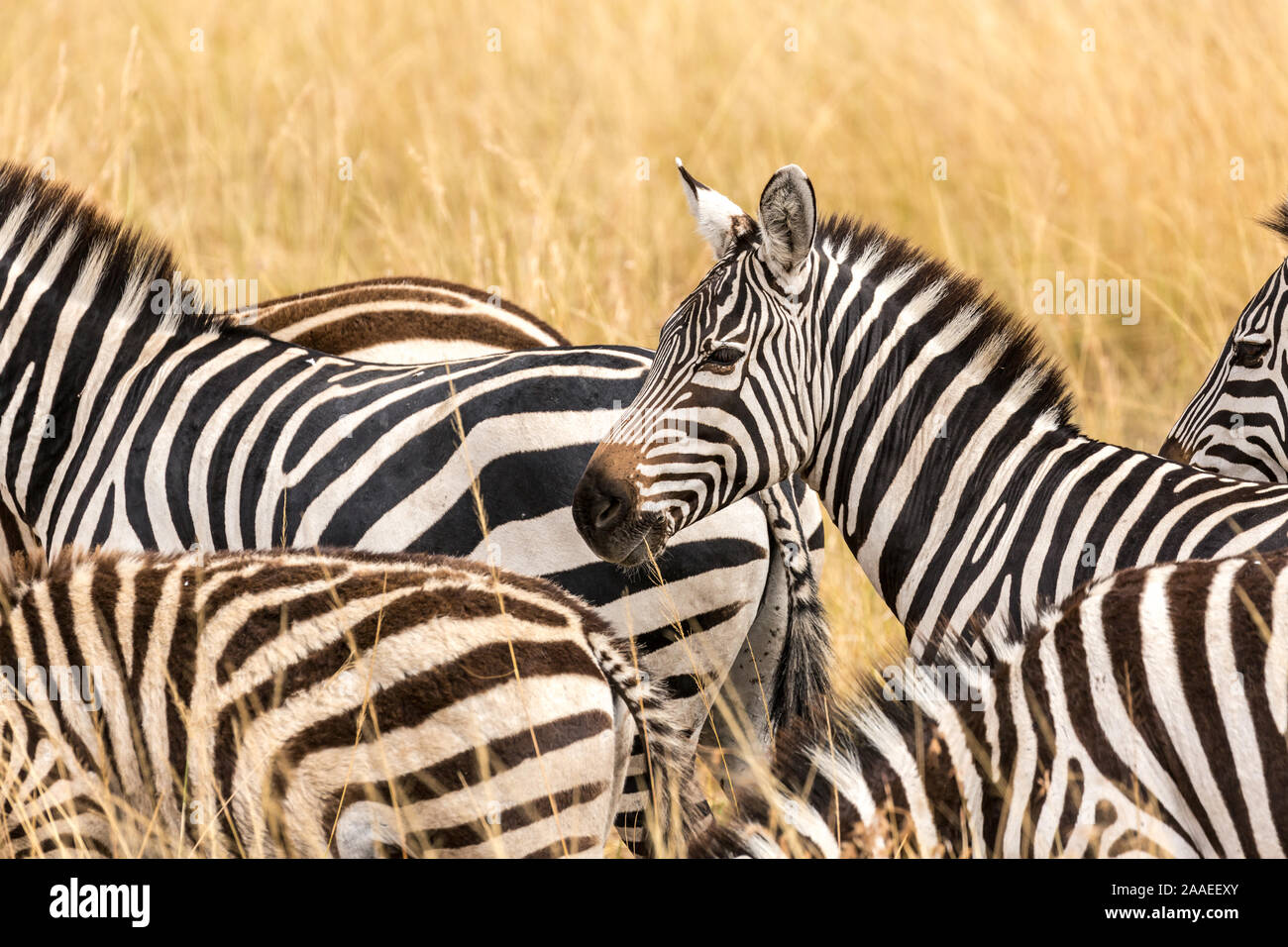zebras and wildebeest during great migration Stock Photo - Alamy