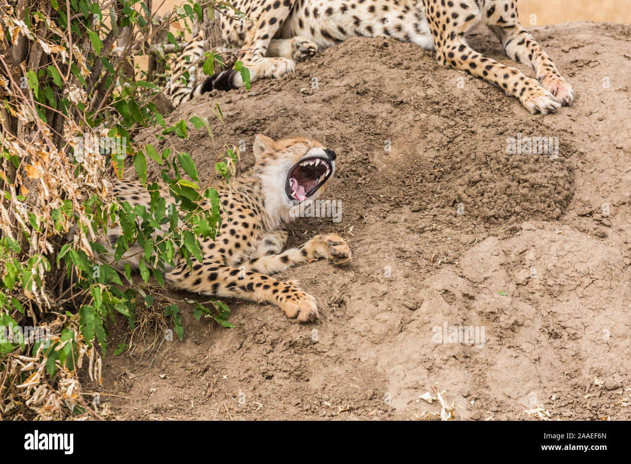 cheetah in african savanna Stock Photo - Alamy