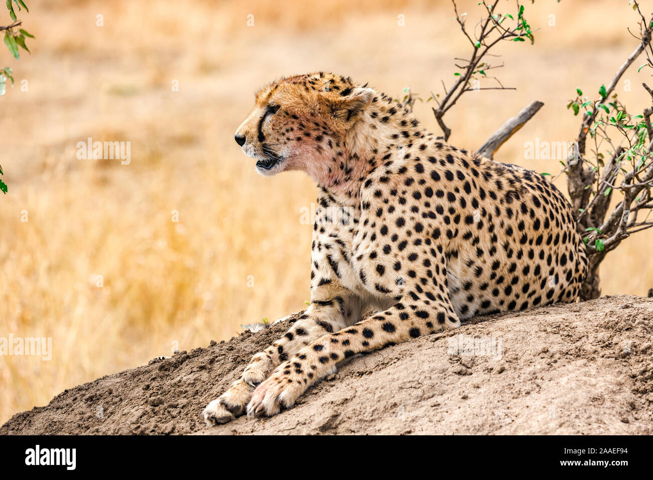 cheetah in african savanna Stock Photo - Alamy