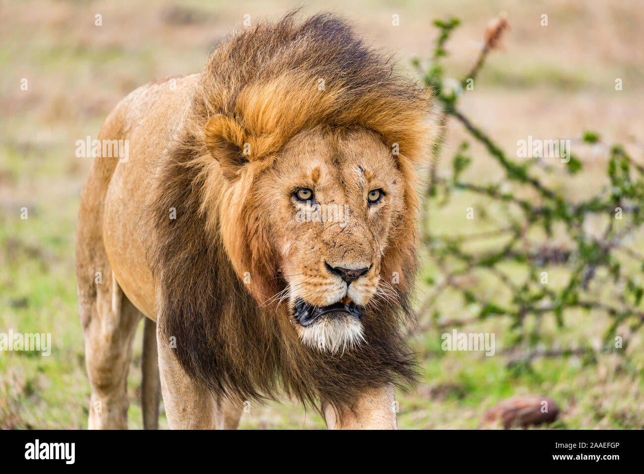lion in african savanna Stock Photo - Alamy