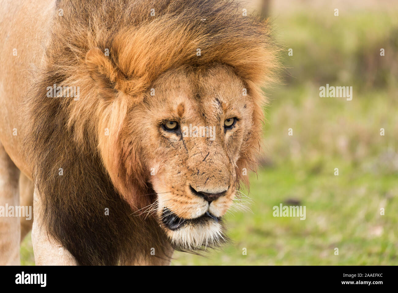 lion in african savanna Stock Photo - Alamy