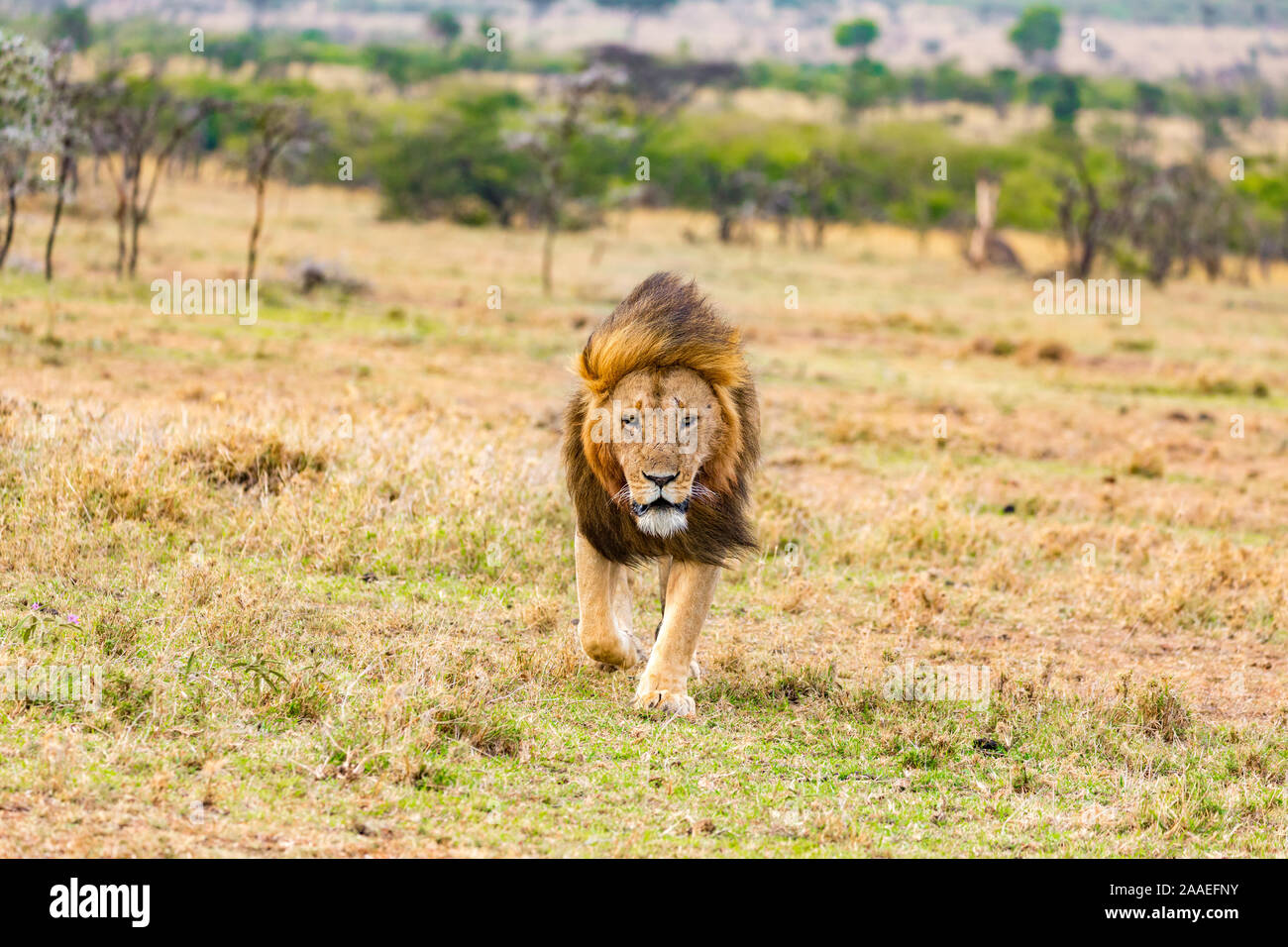 lion in african savanna Stock Photo - Alamy
