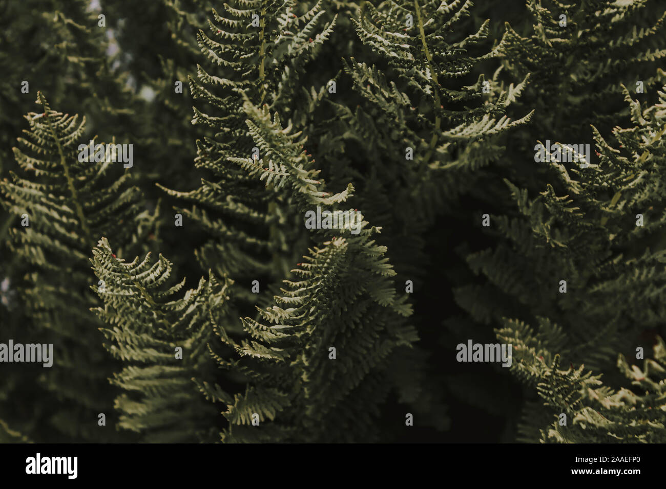 Artistic fern hi-res stock photography and images - Alamy