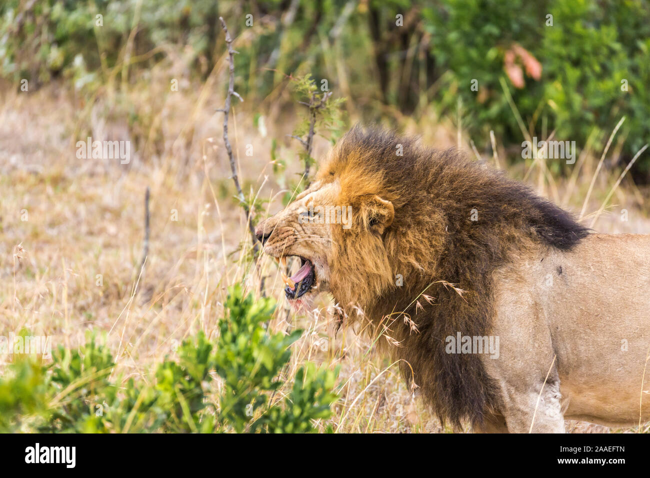 lion in african savanna Stock Photo - Alamy