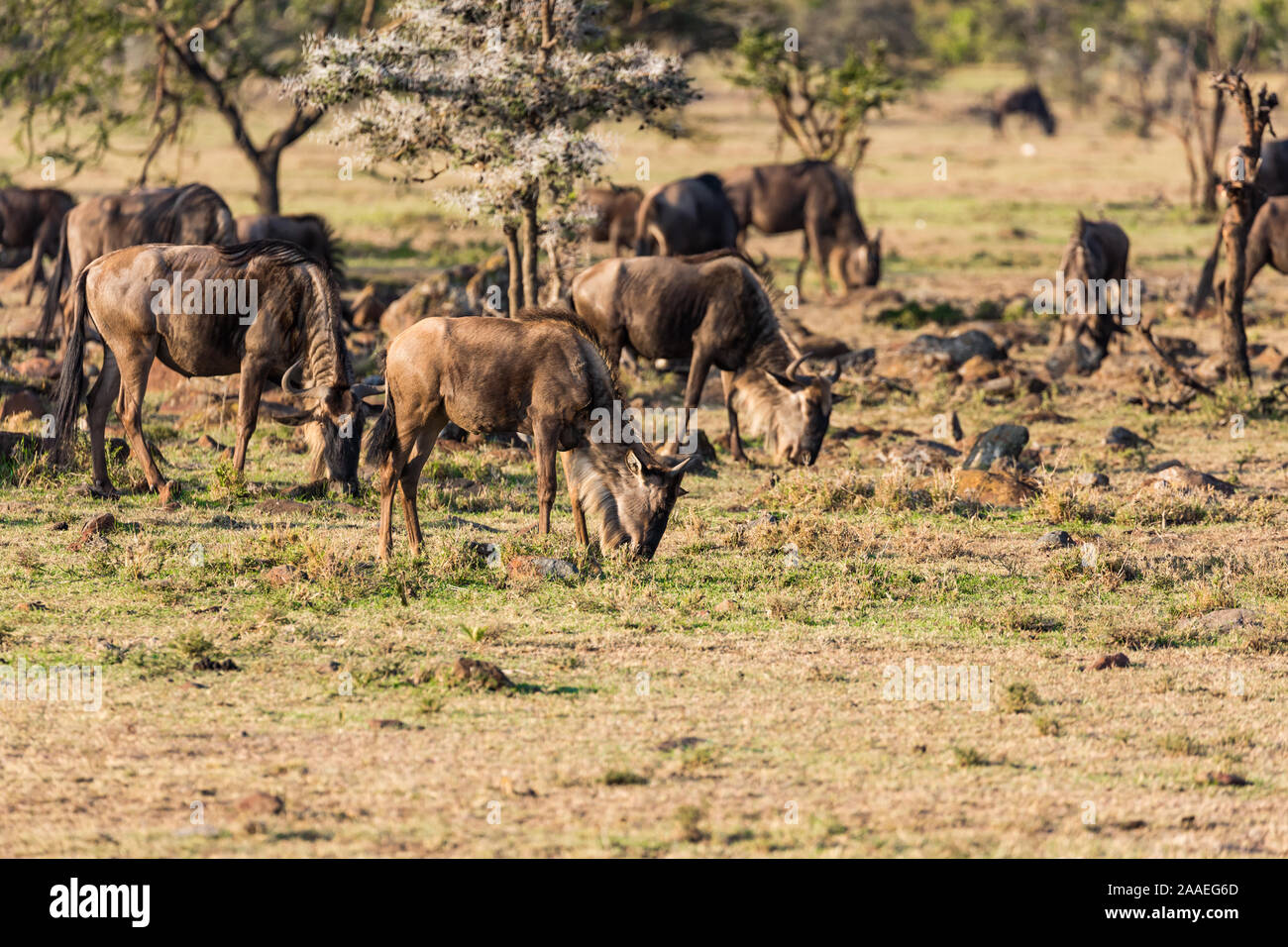 zebras and wildebeest during great migration Stock Photo - Alamy