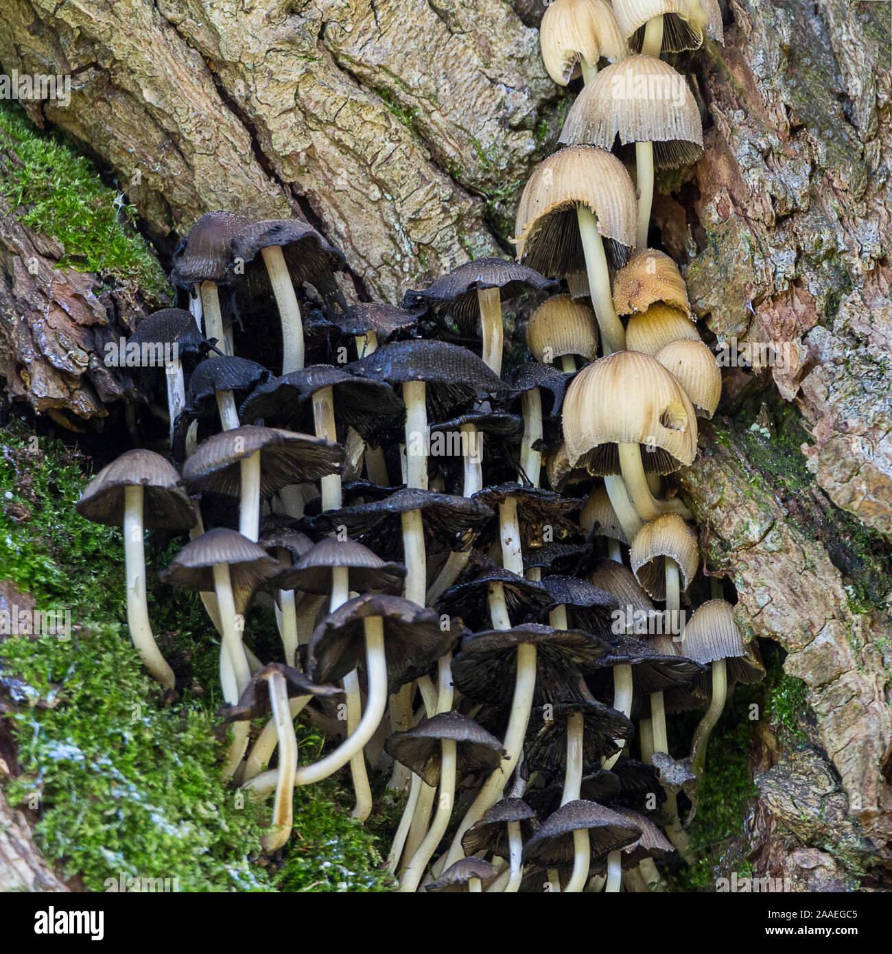 Toad on toadstool hi-res stock photography and images - Alamy