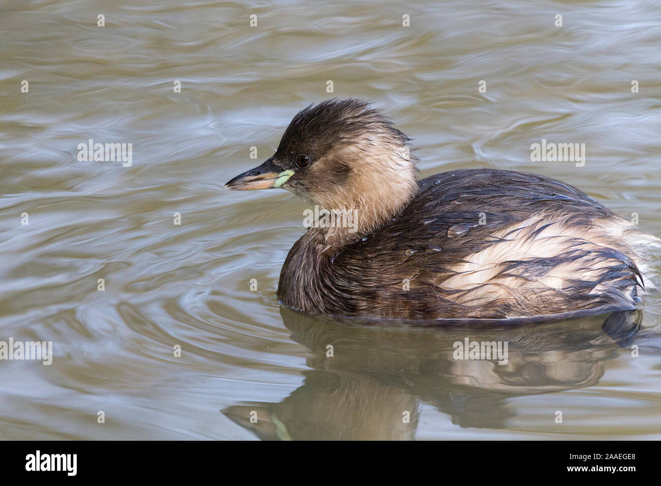 Little grebe Tachybaptus ruficollis young diving wetland bird small ...