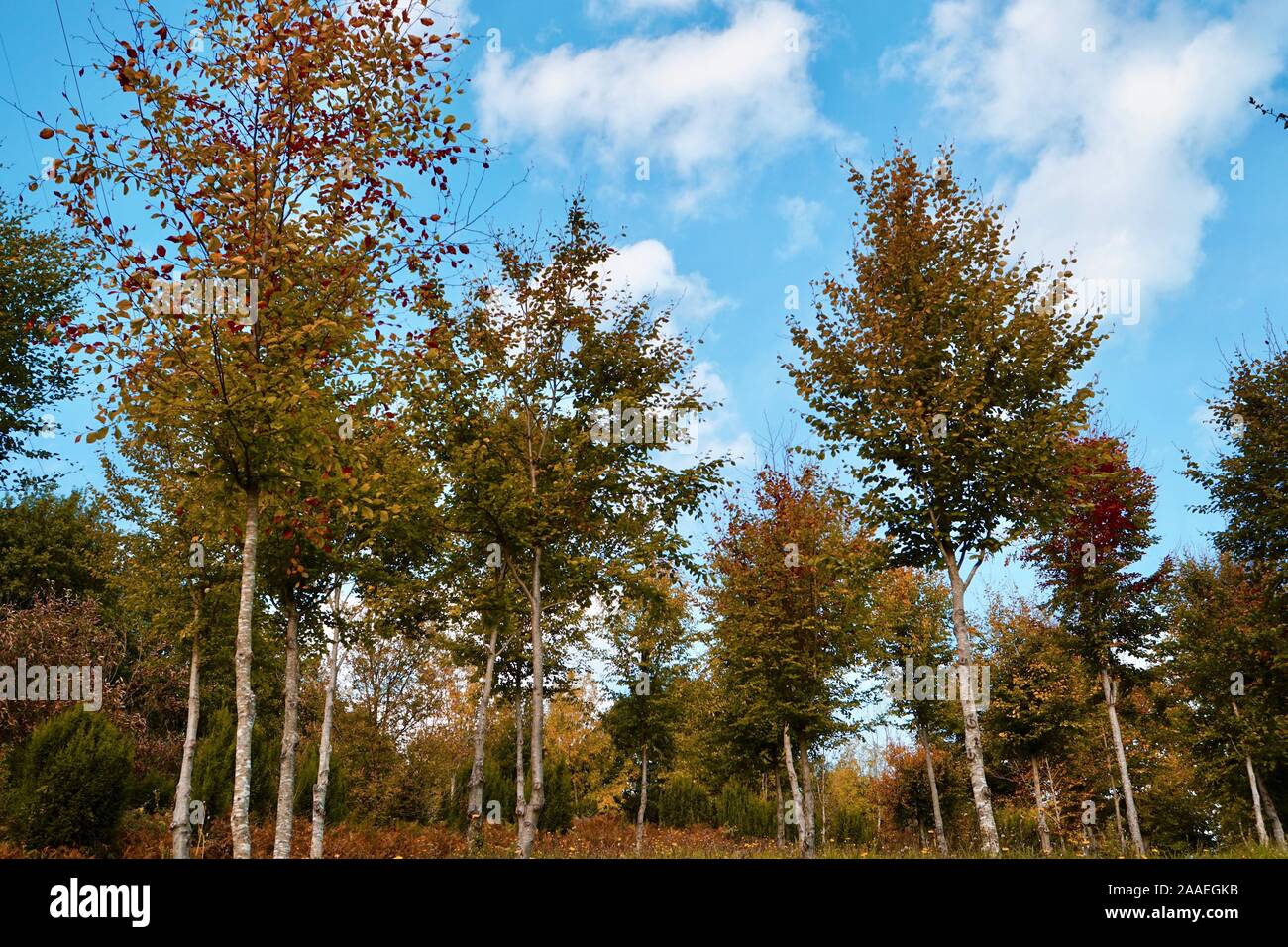 tree with autumn colors in the mountain, autumn season Stock Photo - Alamy