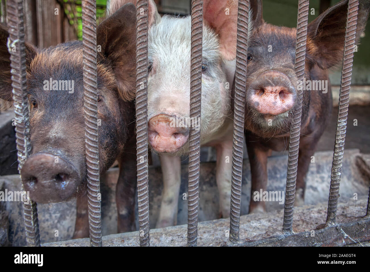 three pigs in the cage Stock Photo - Alamy