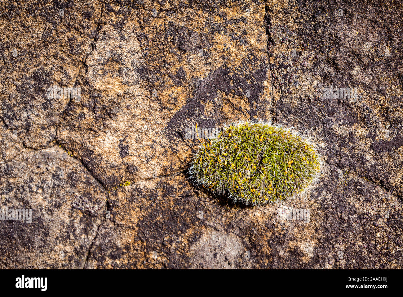 Vegetation decay decay hi-res stock photography and images - Alamy