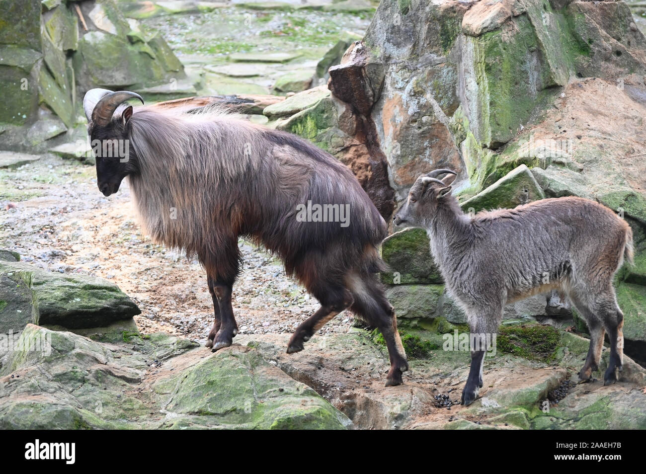 himalaya tahr family on the high mountains Stock Photo - Alamy