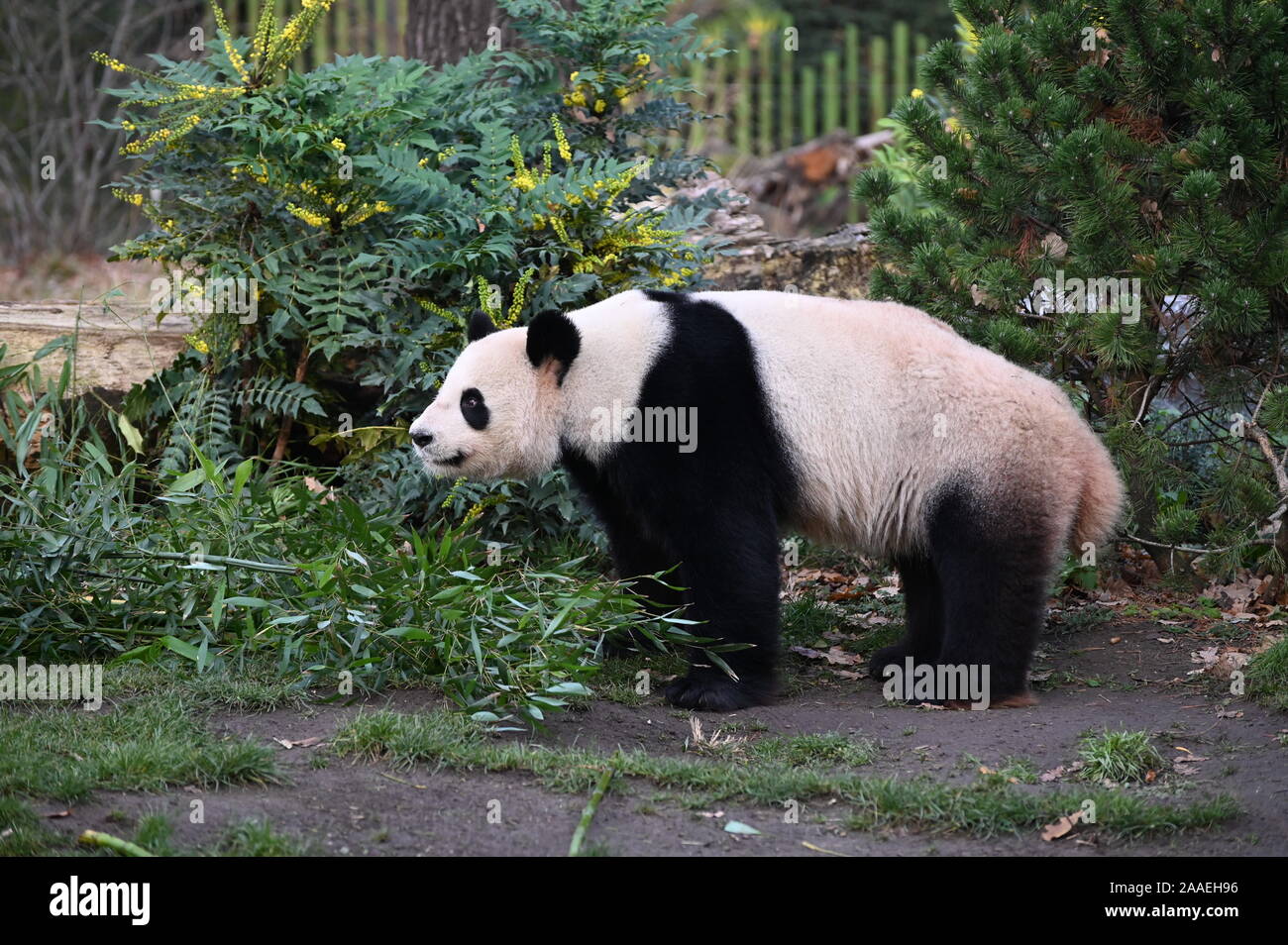 giant panda near bamboo in the forest Stock Photo - Alamy