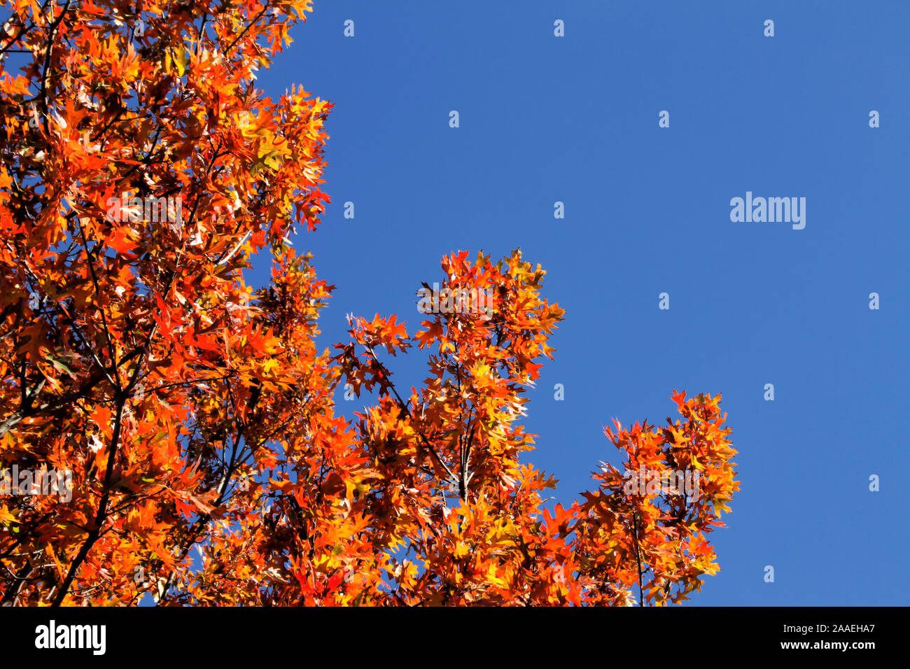 Oak tree leaves close up hi-res stock photography and images - Alamy