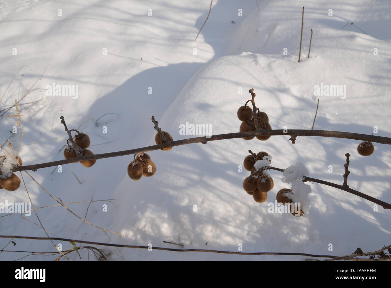 Fruits in the snow hi-res stock photography and images - Alamy