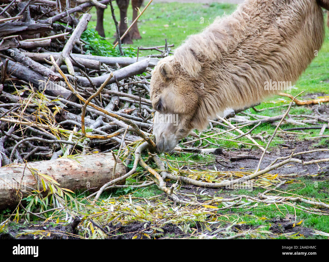 Saudi oil camel hi-res stock photography and images - Alamy