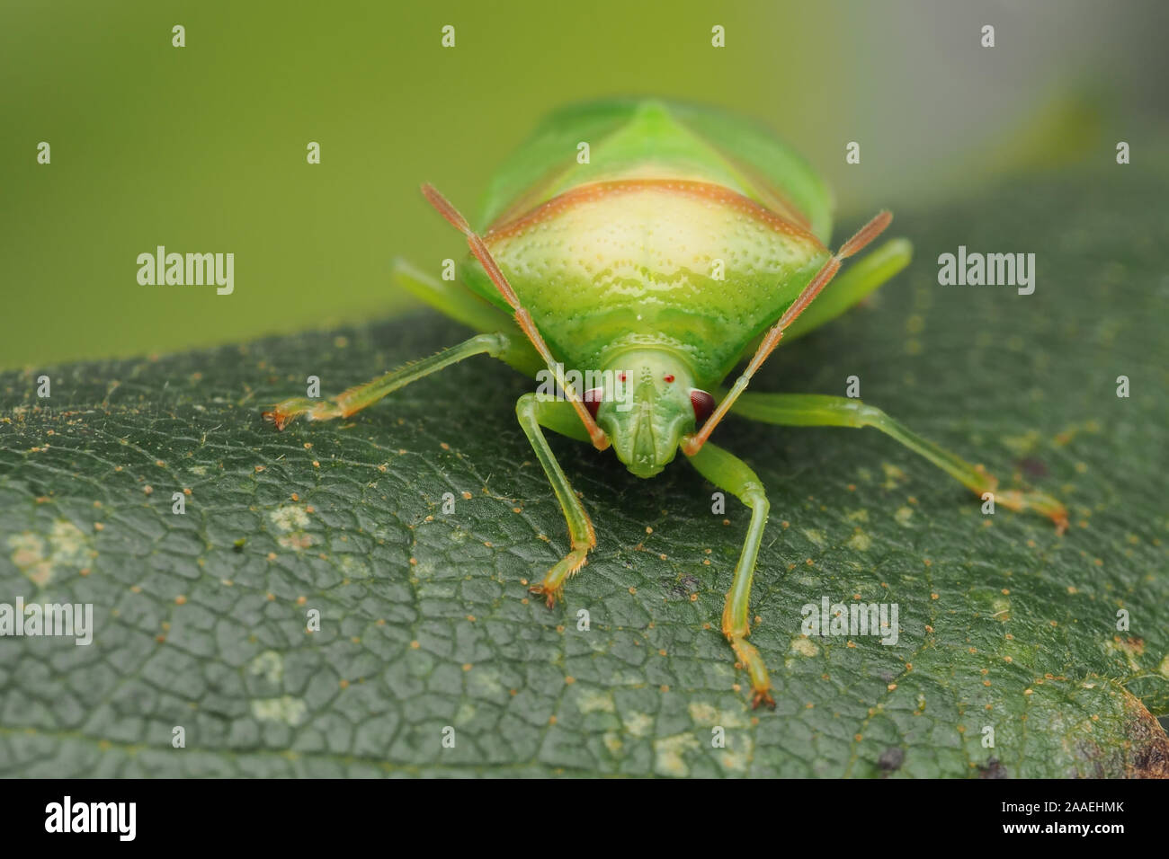 Frontal view of a Teneral Birch Shieldbug (Elasmostethus interstinctus ...