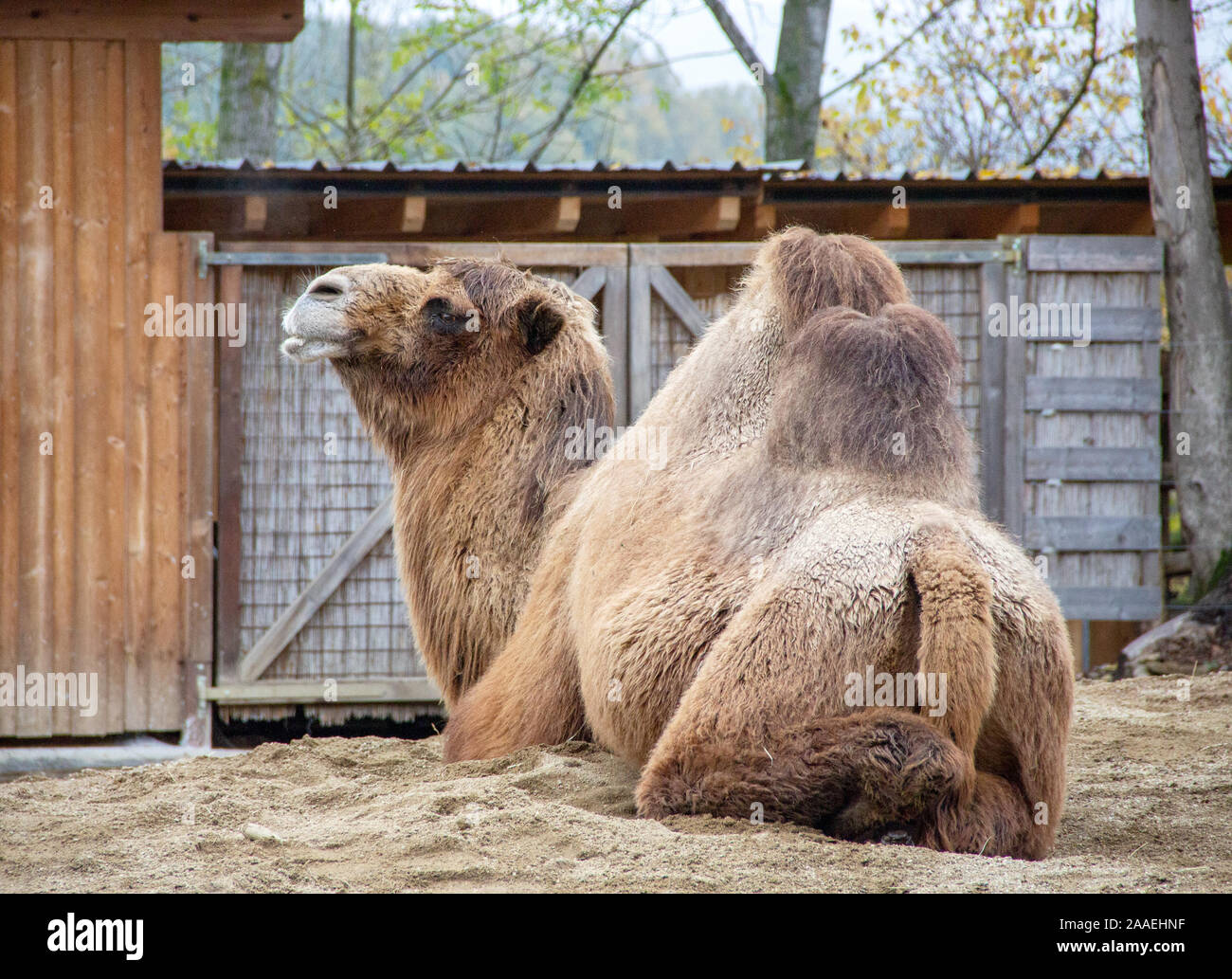 Saudi oil camel hi-res stock photography and images - Alamy
