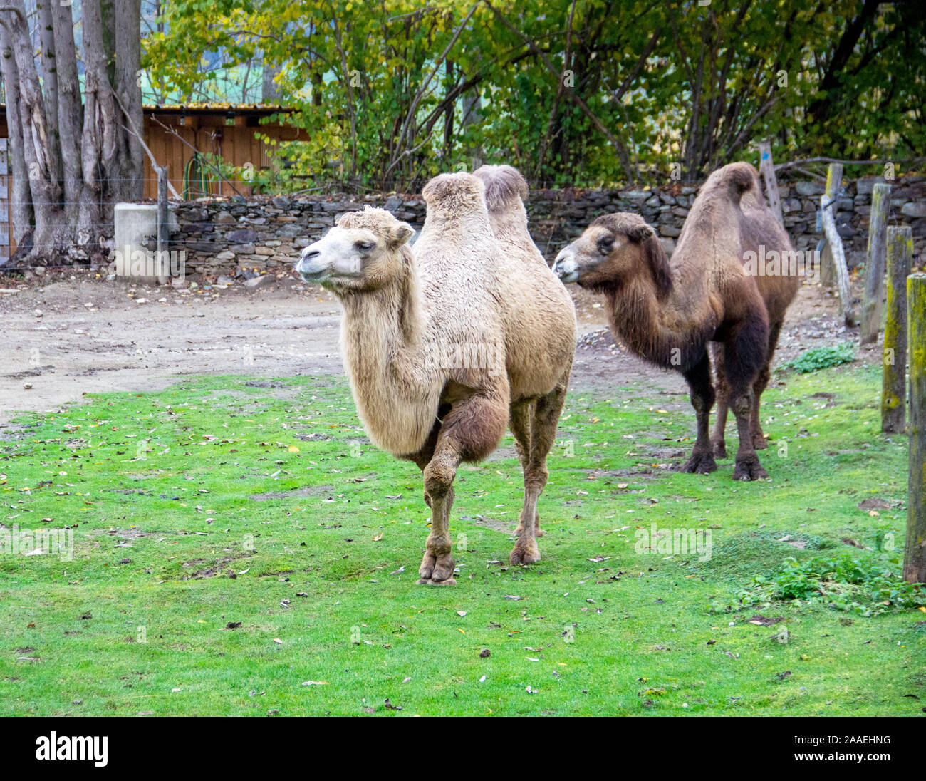 two camouflaged animals, also known as Two-toed or Bactrian Camel ...