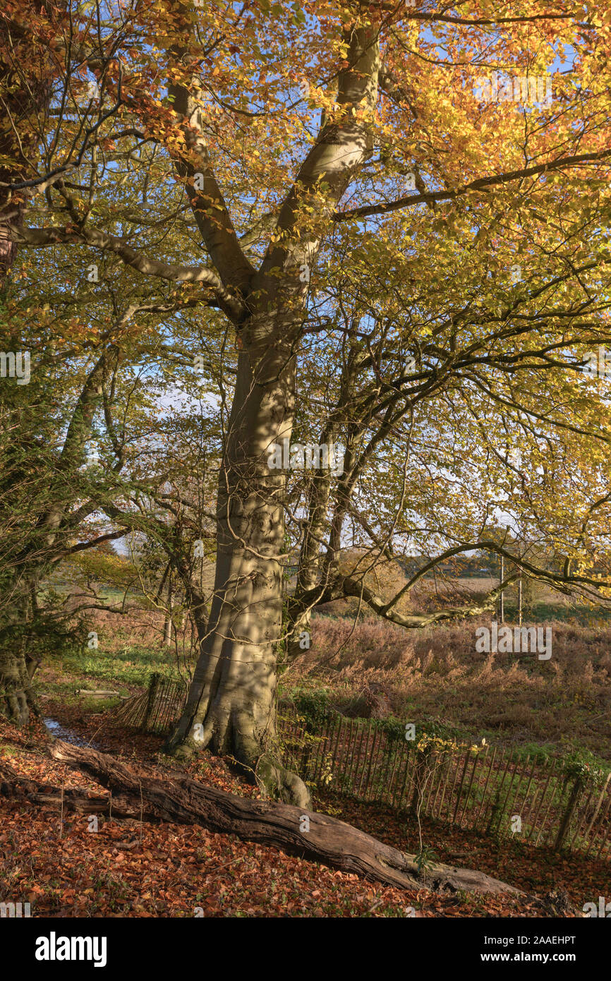 Autumn oxfordshire landscape hi-res stock photography and images - Alamy