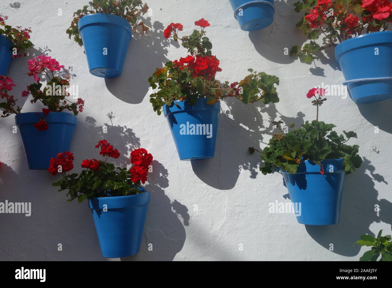Geraniums, Marbella, Spain Stock Photo - Alamy