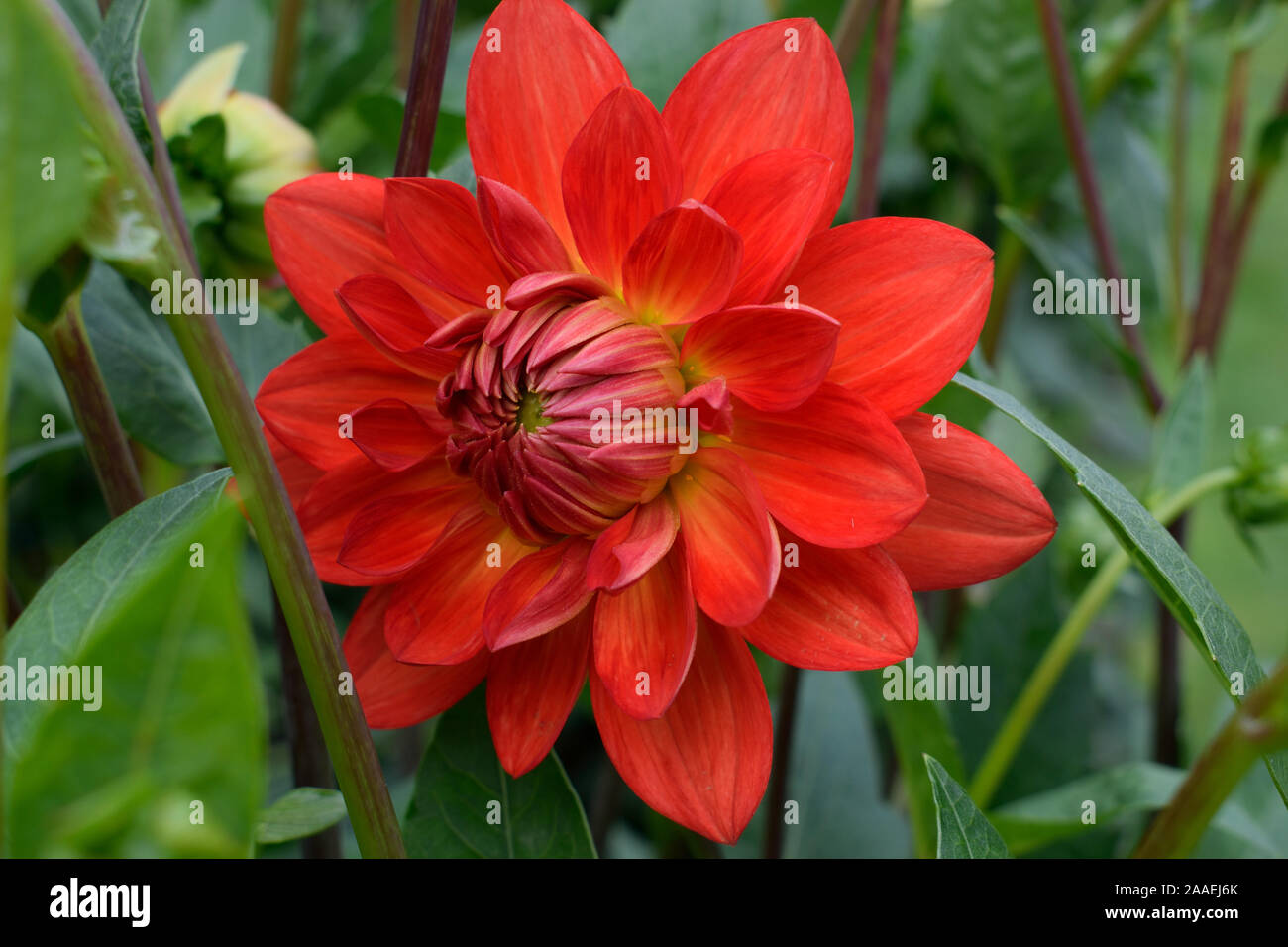 Fatahari hi-res stock photography and images - Alamy