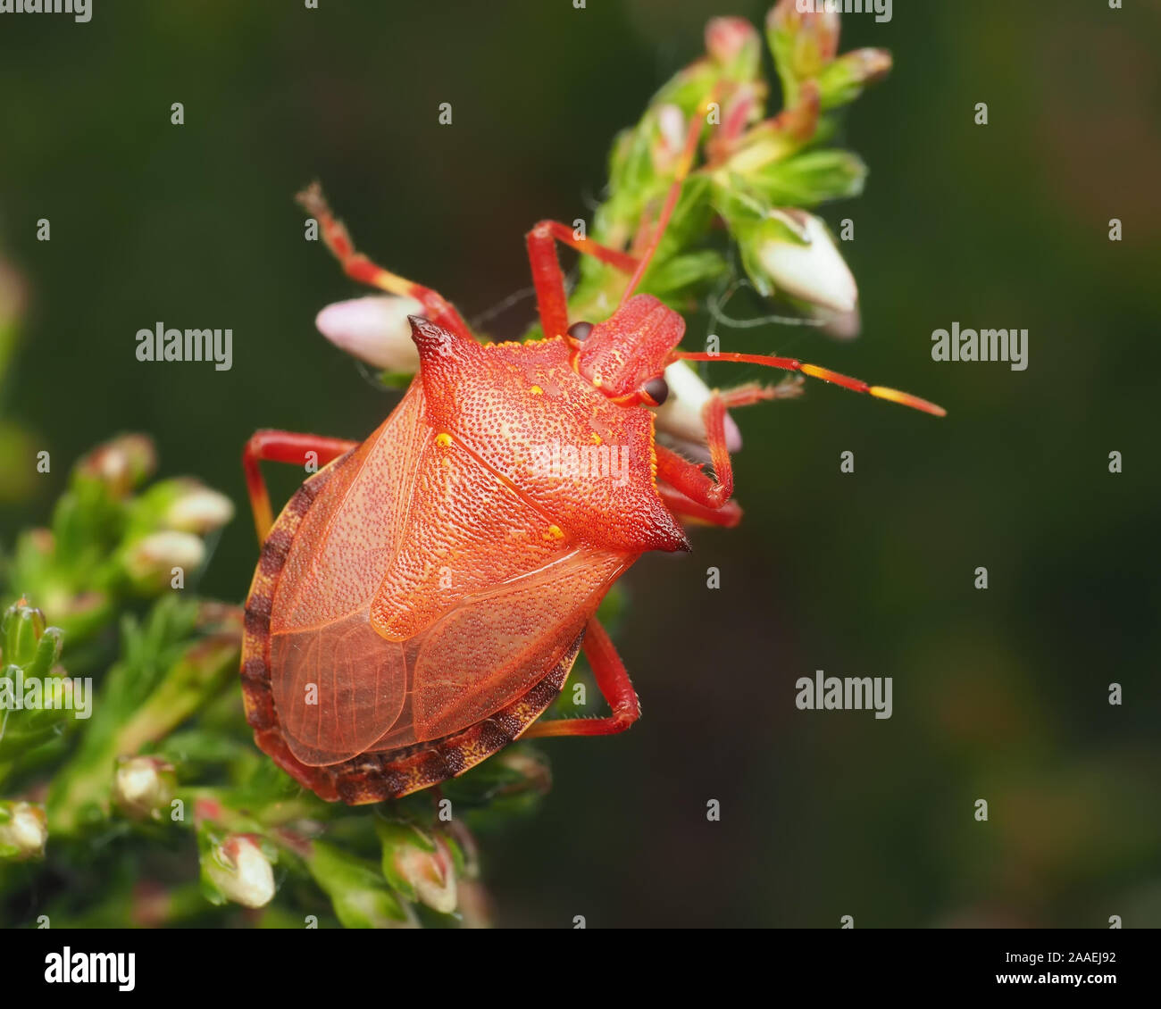Teneral spiked shieldbug hi-res stock photography and images - Alamy