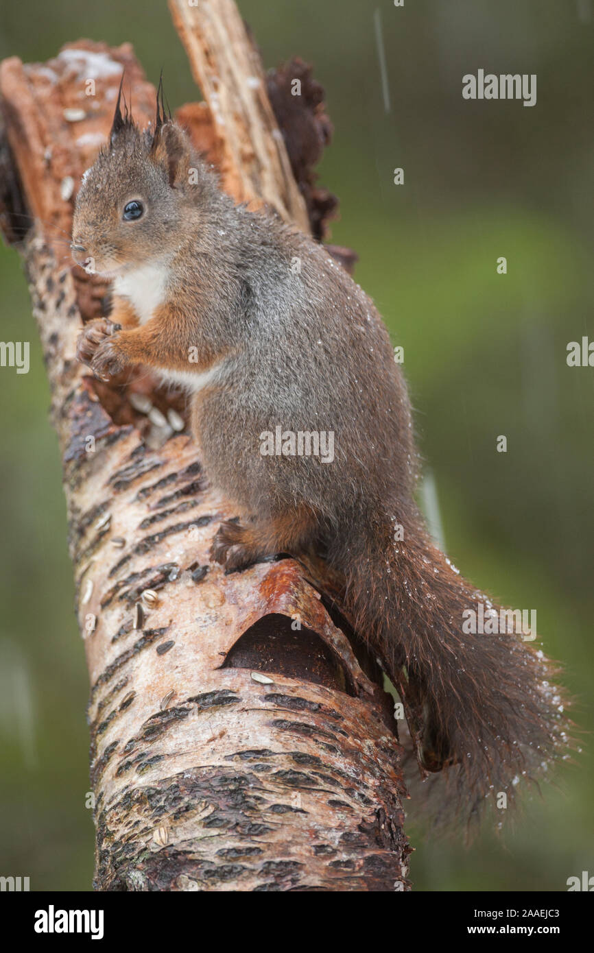 Eurasian red squirrels hi-res stock photography and images - Alamy