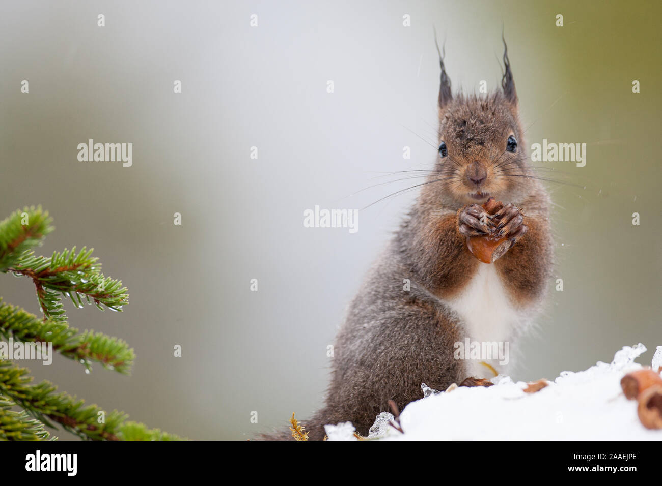 Norwegian squirrel hi-res stock photography and images - Alamy