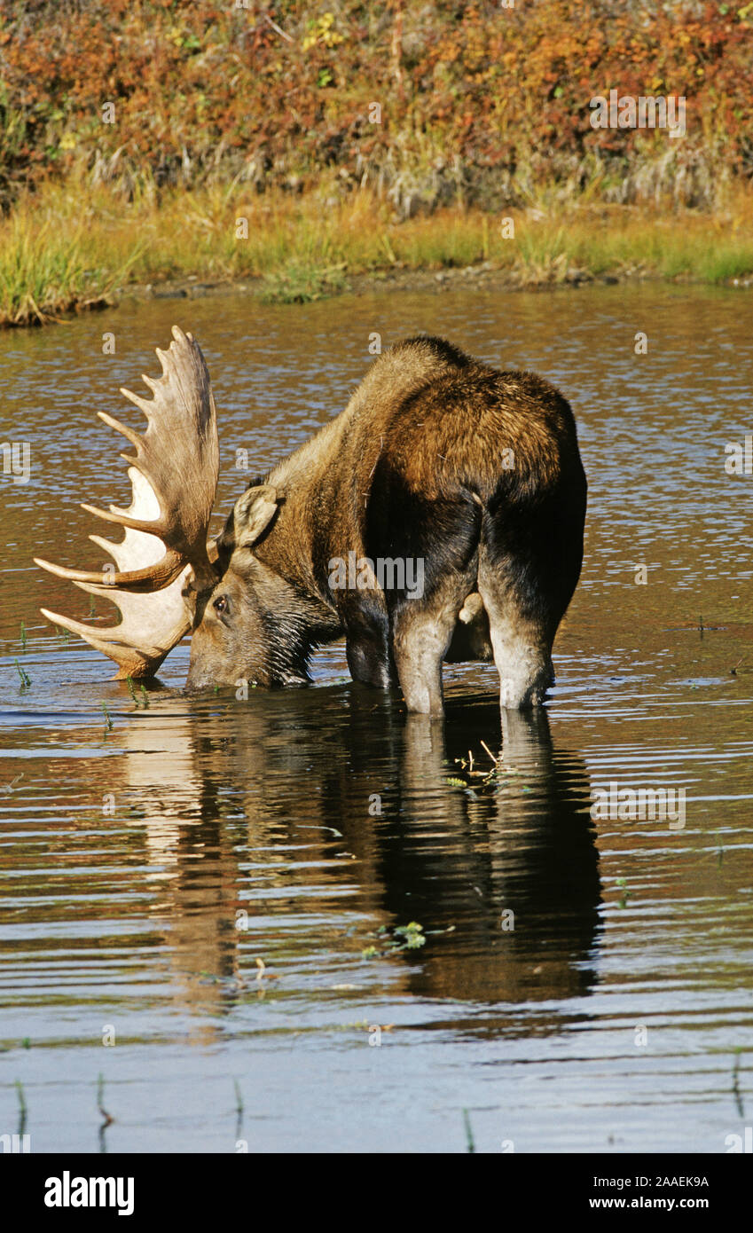 Elch (Alces alces), Denali N.P., Alaska Stock Photo - Alamy