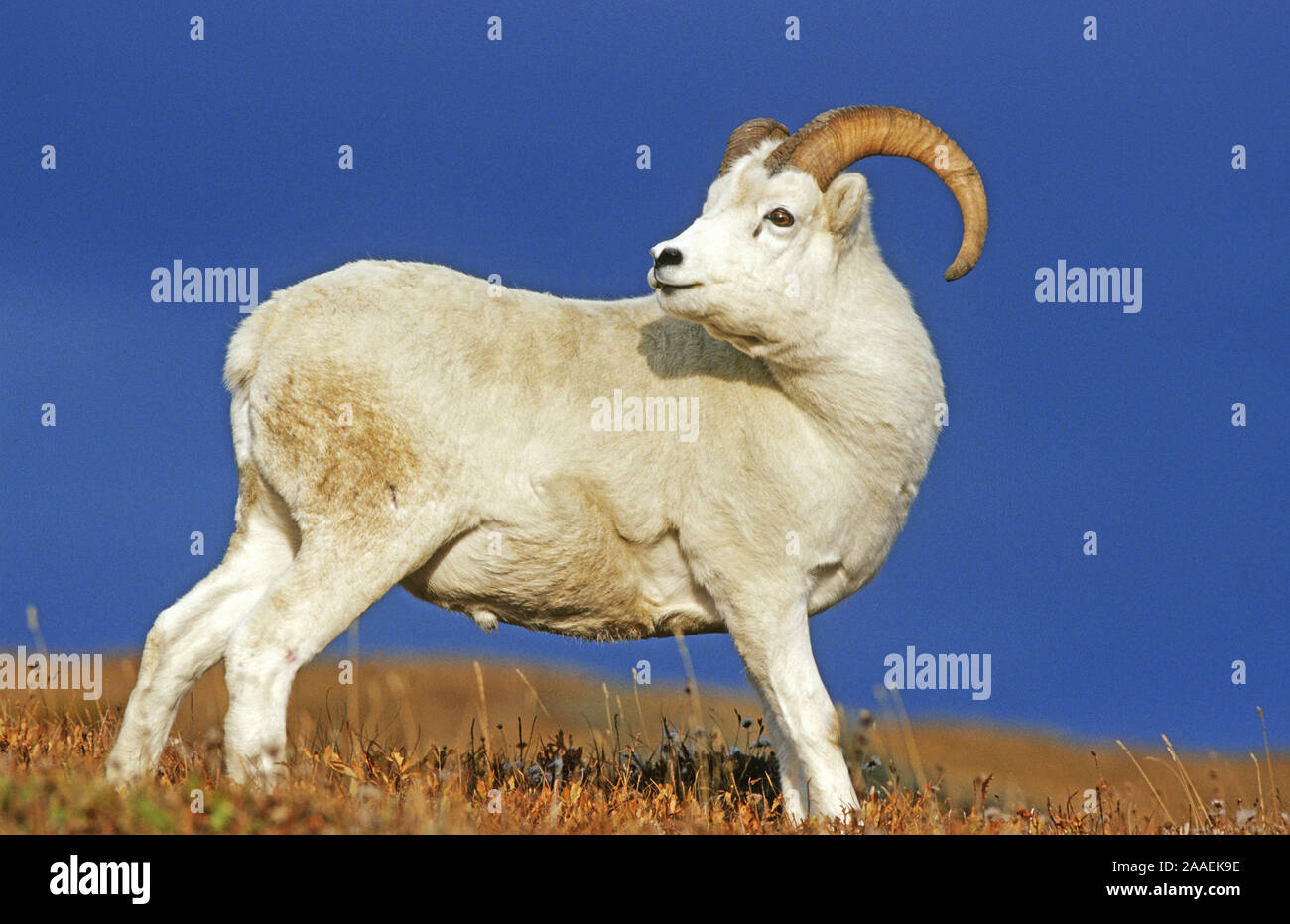 Dalls sheep hi-res stock photography and images - Alamy