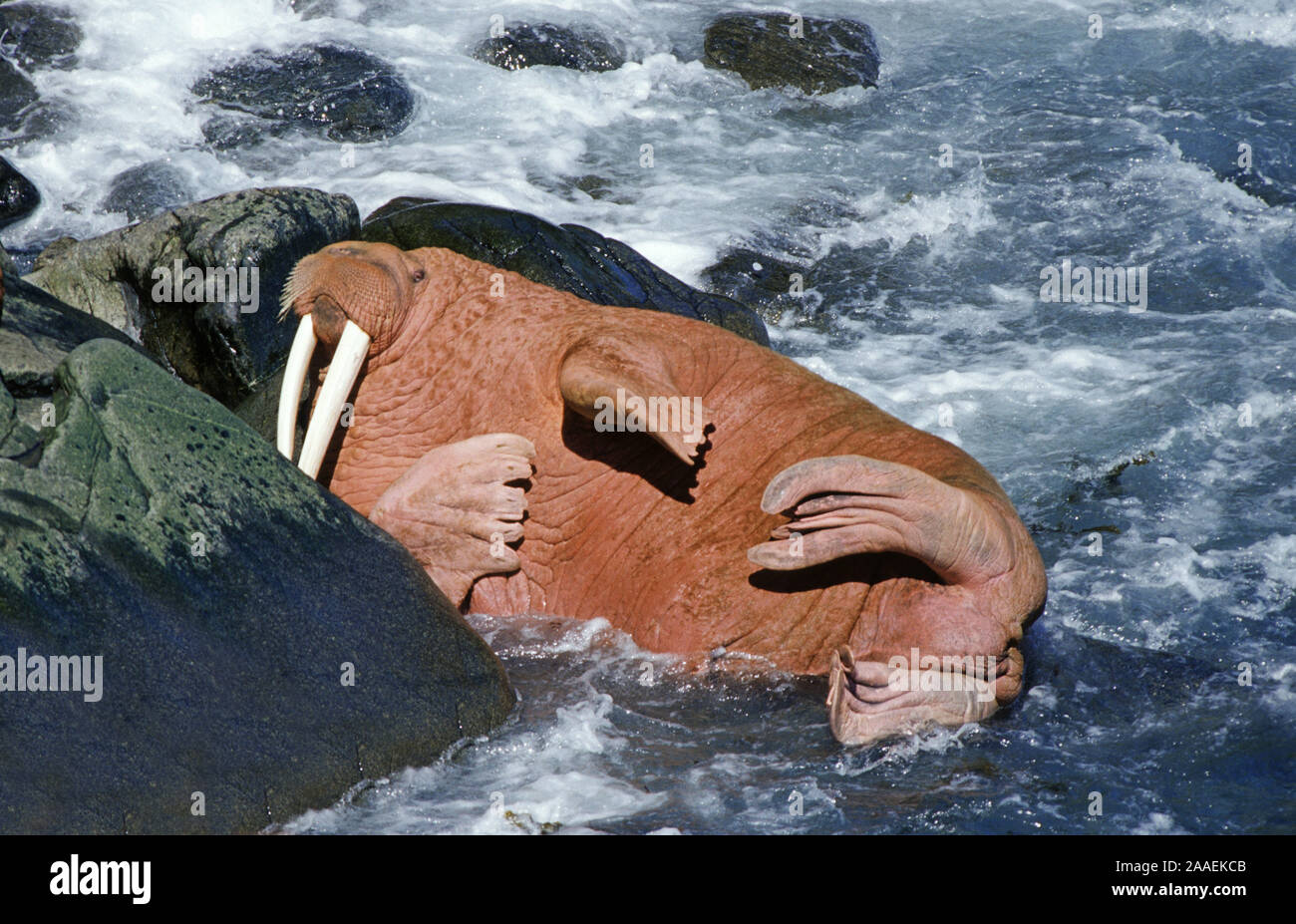 Pacific walrus hi-res stock photography and images - Alamy