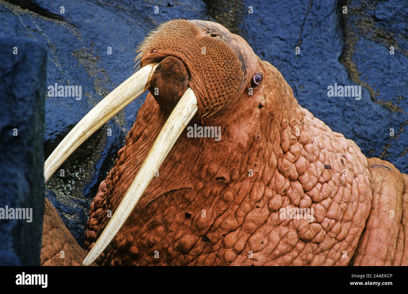 Bering sea walrus alaska hi-res stock photography and images - Alamy