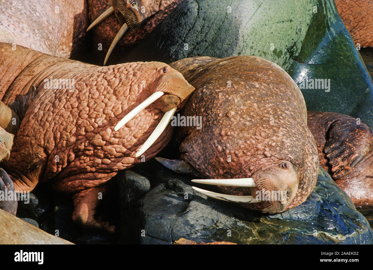 Bering sea walrus hi-res stock photography and images - Alamy