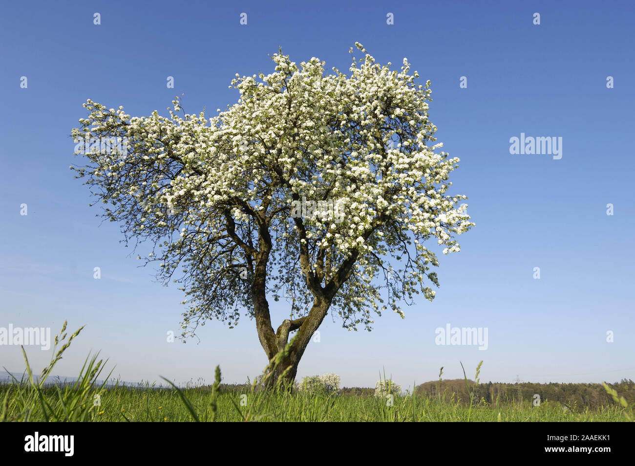 Apfelbaum in blute hi-res stock photography and images - Alamy