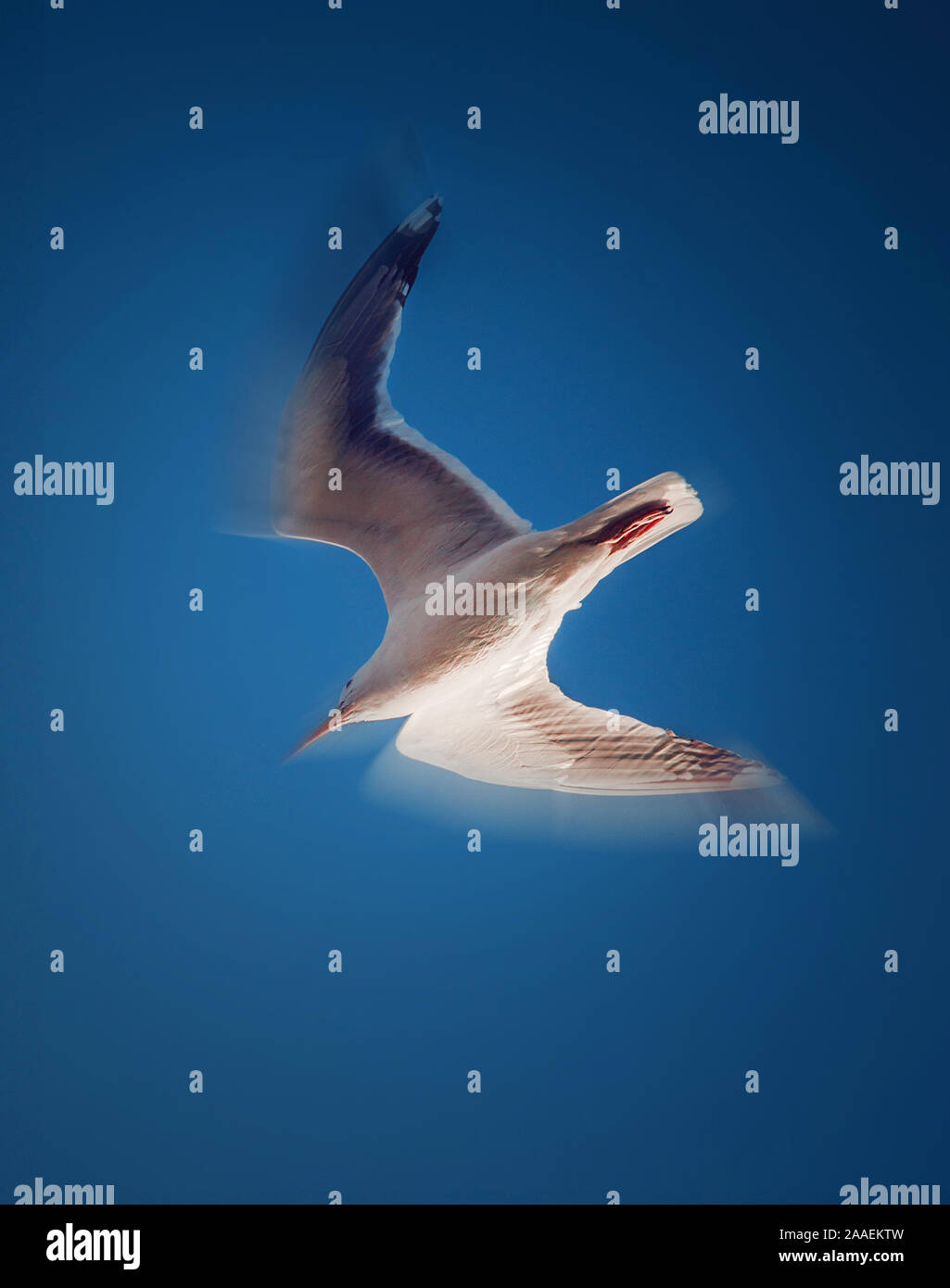 Flying gull motion blur hi-res stock photography and images - Alamy