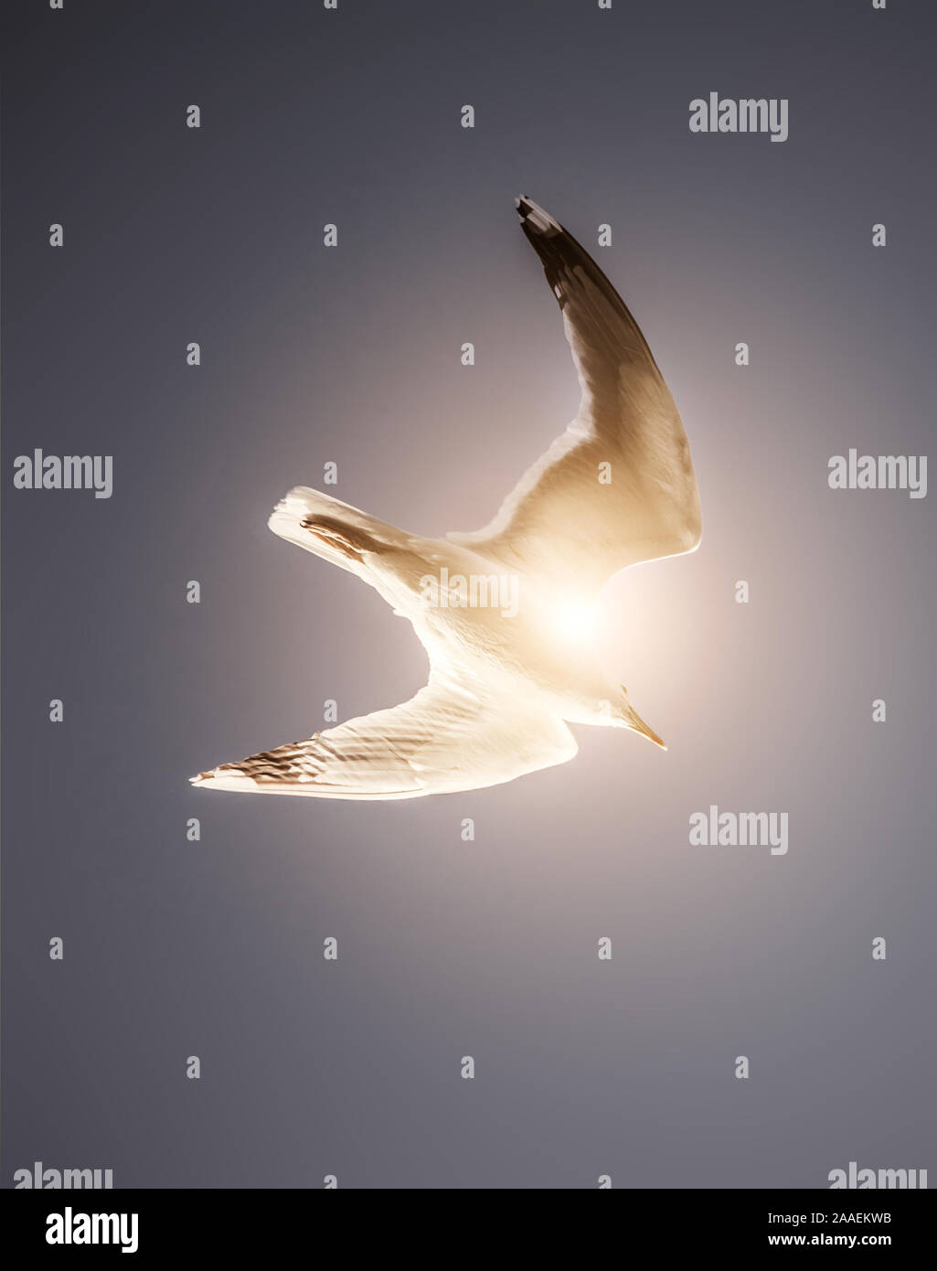 Lone gull in the sky hi-res stock photography and images - Alamy