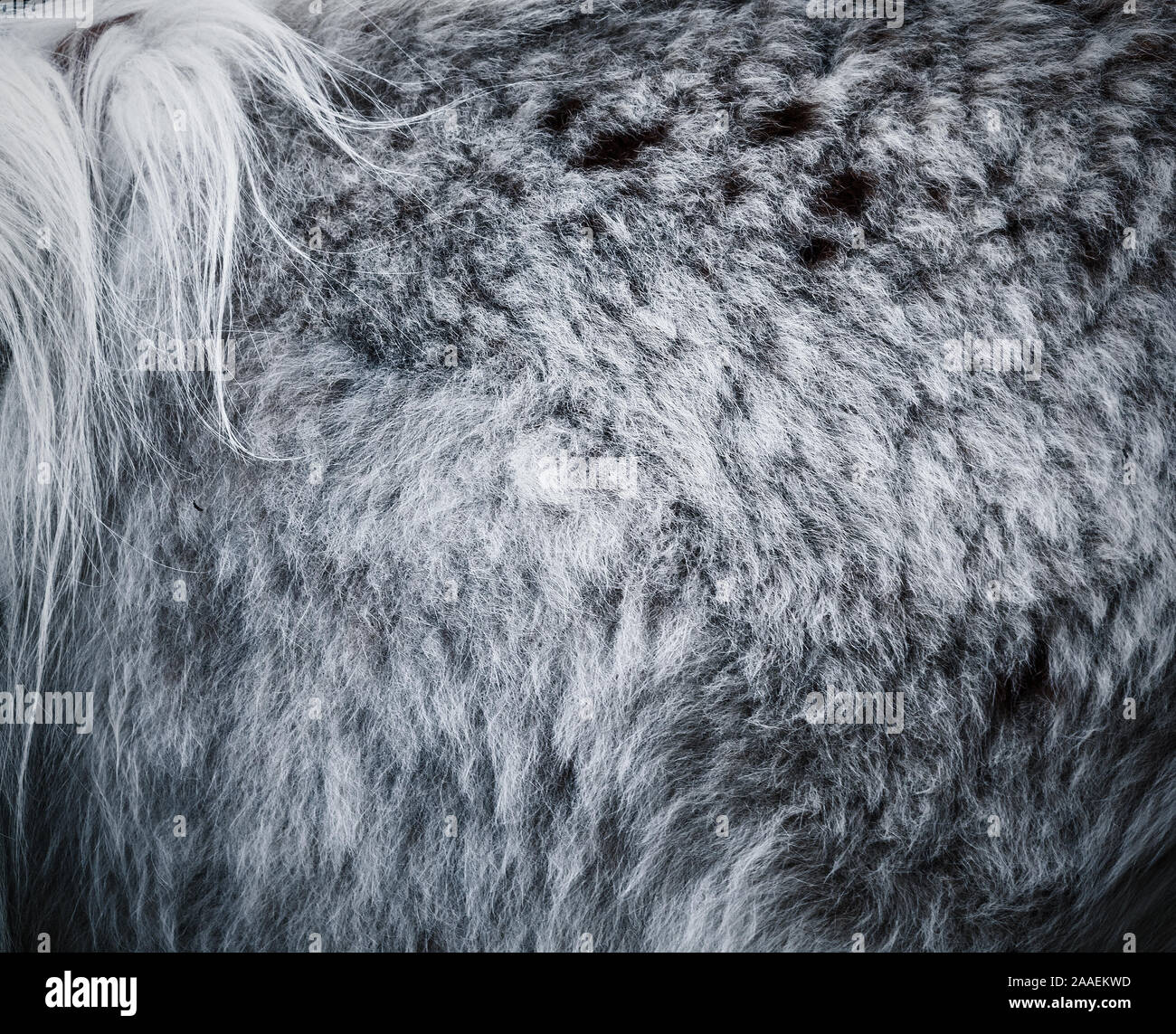 closeup of the lama fur Stock Photo - Alamy