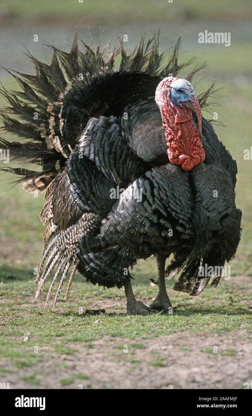 Truthuhn hi-res stock photography and images - Alamy