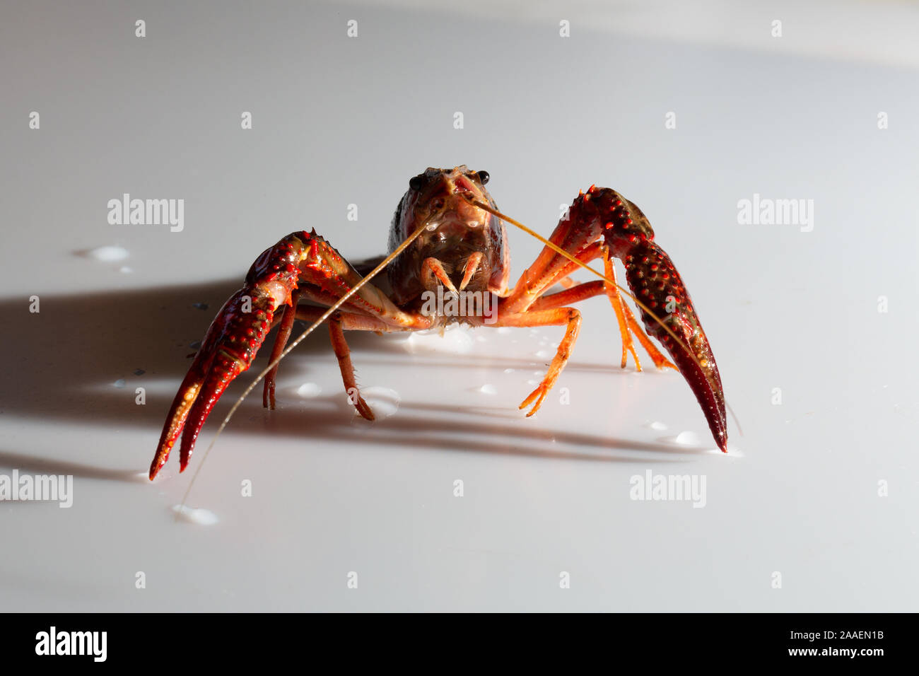 Procambarus clarkii is a species of cambarid freshwater crayfish ...