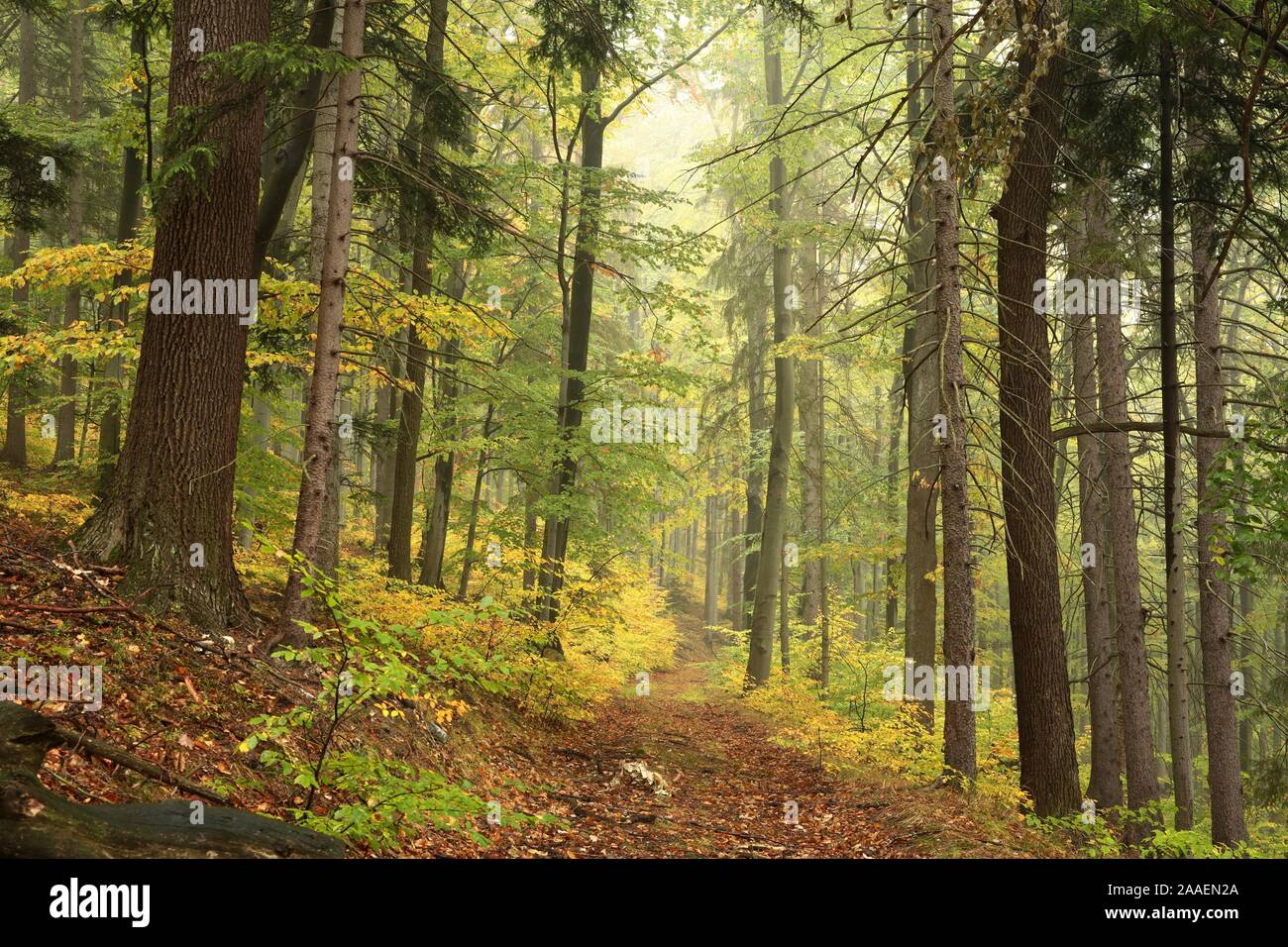 Forest trail in autumn scenery in early October Stock Photo - Alamy