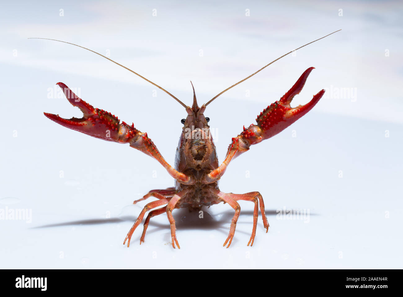 Procambarus clarkii is a species of cambarid freshwater crayfish ...