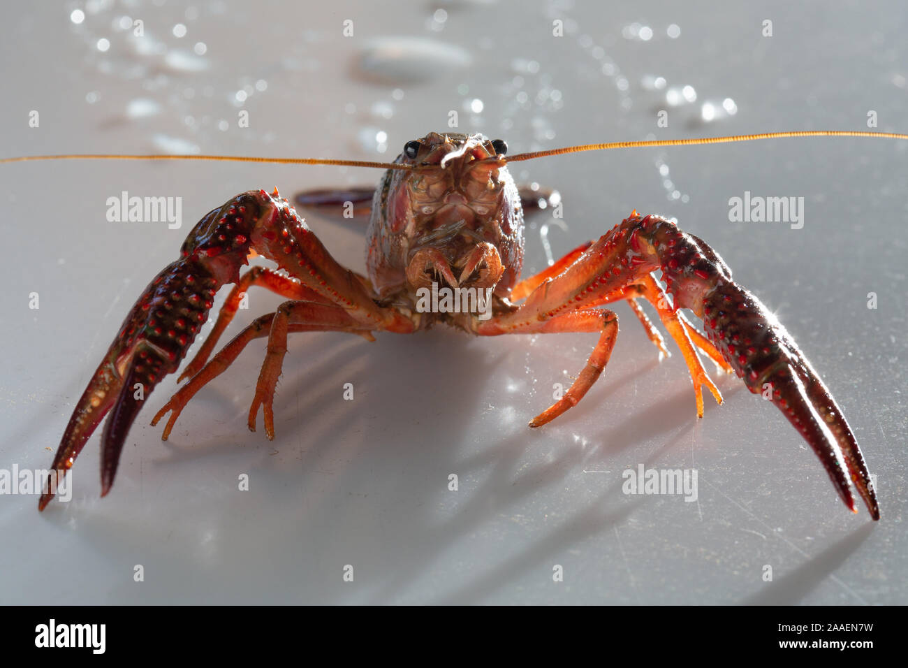 Procambarus clarkii is a species of cambarid freshwater crayfish ...