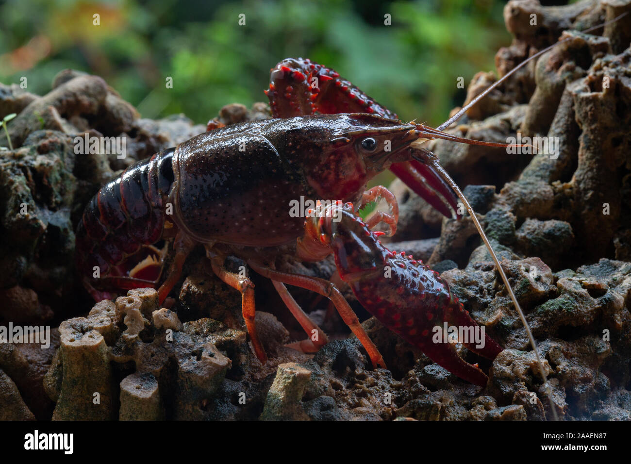 Procambarus clarkii is a species of cambarid freshwater crayfish ...