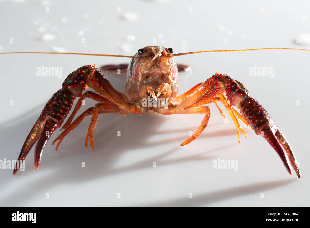 Procambarus clarkii is a species of cambarid freshwater crayfish ...