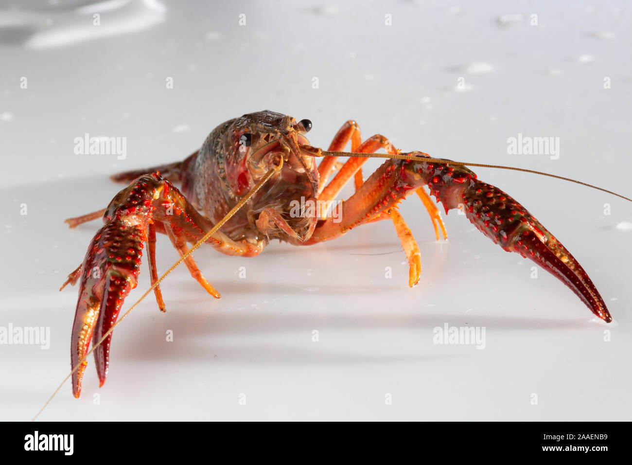 Procambarus clarkii is a species of cambarid freshwater crayfish ...