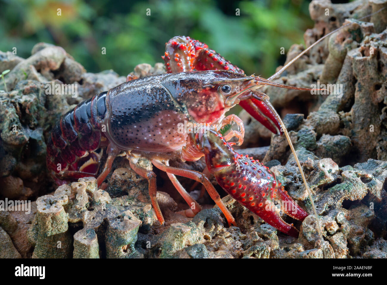 Procambarus clarkii is a species of cambarid freshwater crayfish ...