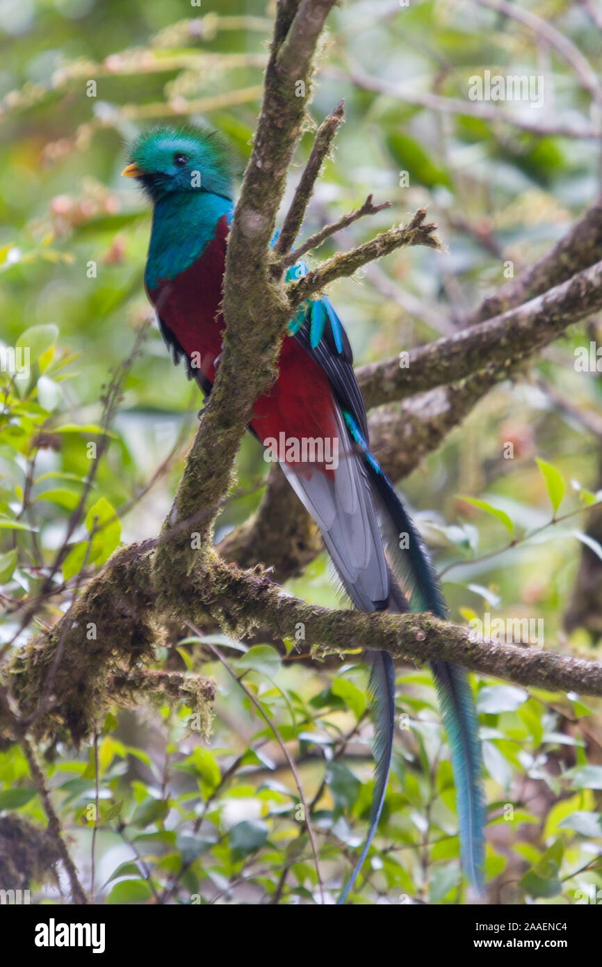 Quetzal Open Wings